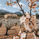 Wholesome Cottagecore Spring Activities to Blossom Your Homestead ...