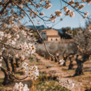 Wholesome Cottagecore Spring Activities to Blossom Your Homestead ...